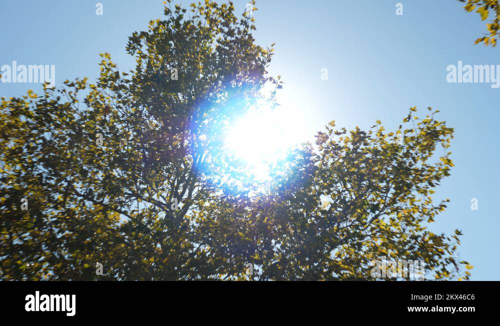 Trees coming in to leaf Stock Videos & Footage - HD and 4K Video Clips ...