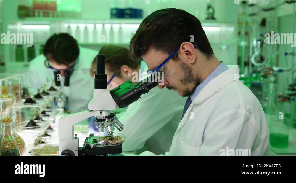 Botanist Researcher Man Examining Beans Seeds on Microscope Laboratory ...