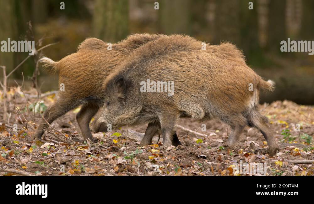 Fighting boar Stock Videos & Footage - HD and 4K Video Clips - Alamy