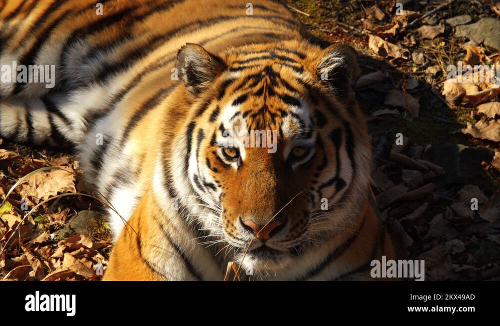 Beautiful amur tiger lies and stares at someone. Primorsky Safari park ...