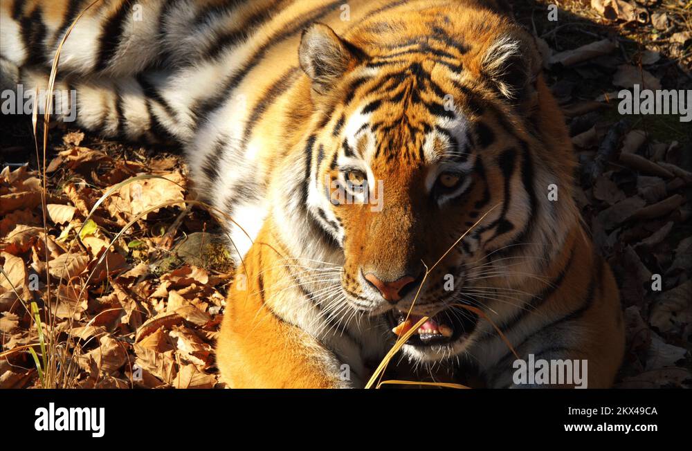 Beautiful amur tiger lies and stares at someone. Primorsky Safari park ...