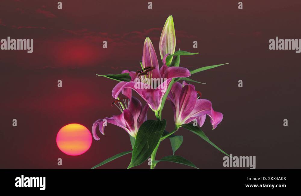 Growing and rotating red lily 1e2 on sunrise, UHD 4K Stock Video ...