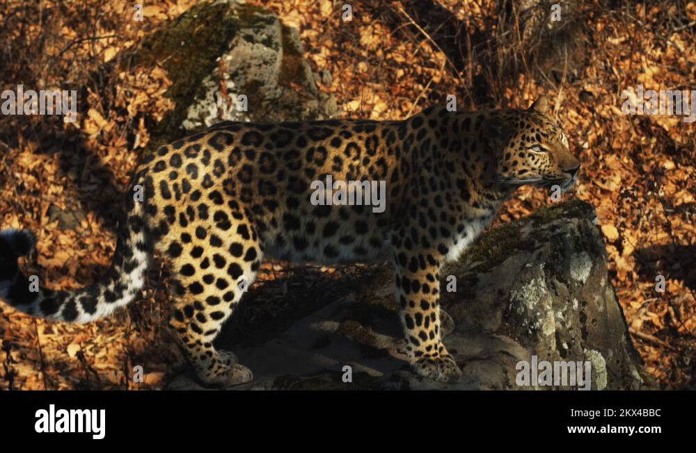 Amur leopard cat siberian leopard Stock Videos & Footage - HD and 4K ...