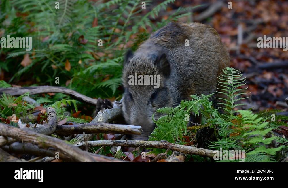 Wildboar sus scrofa sus animal Stock Videos & Footage - HD and 4K Video ...