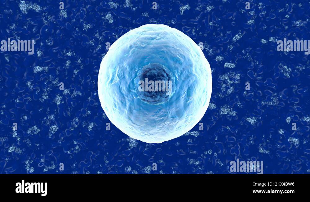 3D rendered Animation of a duplicating Cell Stock Video Footage - Alamy