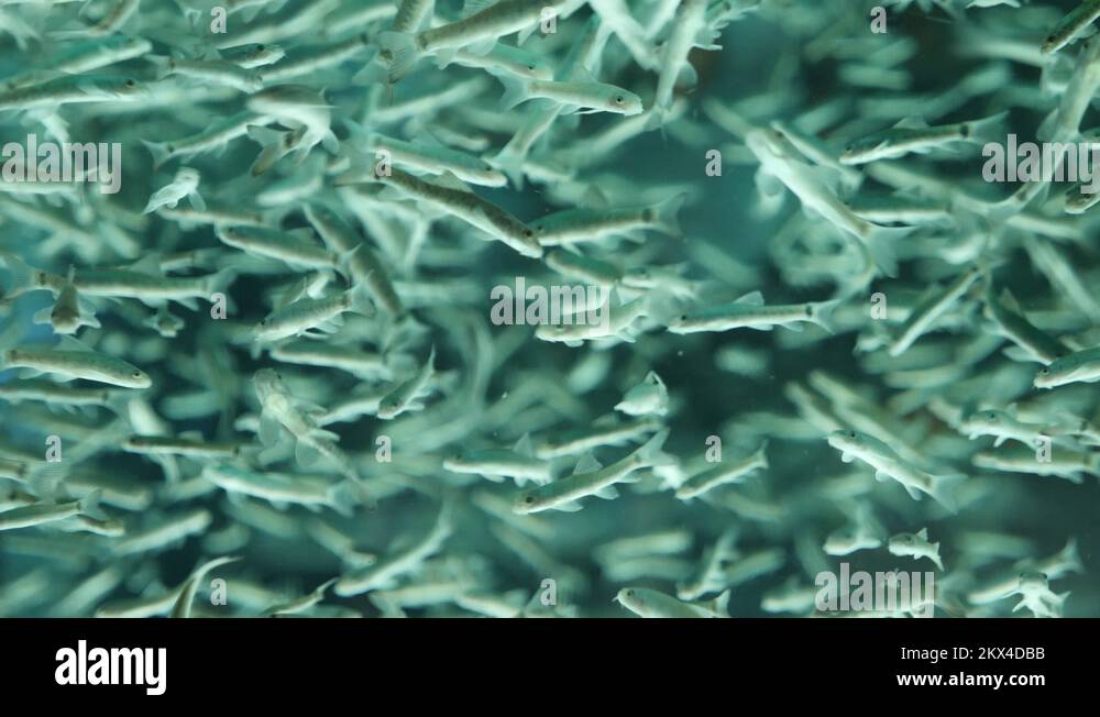 Fish spa with Garra rufa in a beautiful blue water. 4k, space for ...