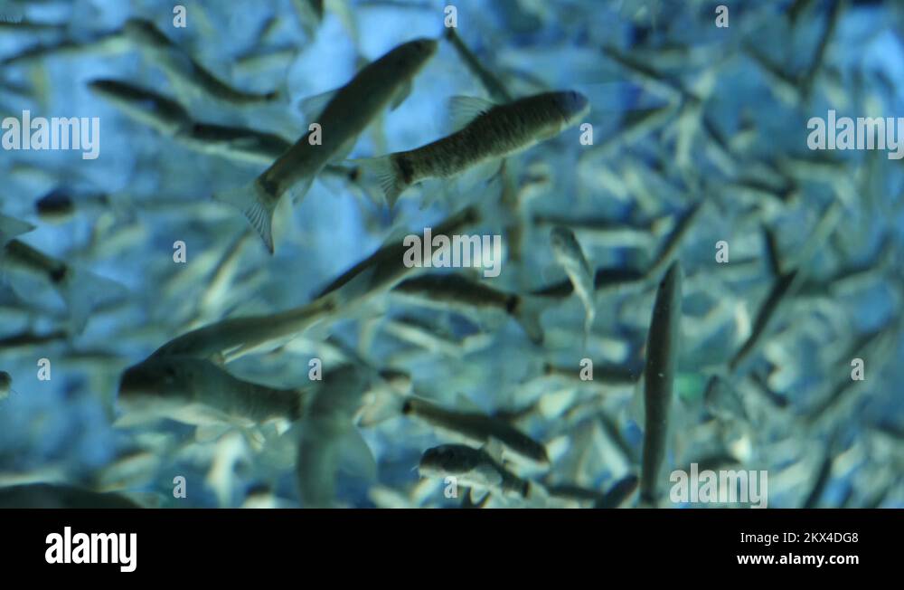 Fish spa with Garra rufa in a beautiful blue water. 4k, space for ...