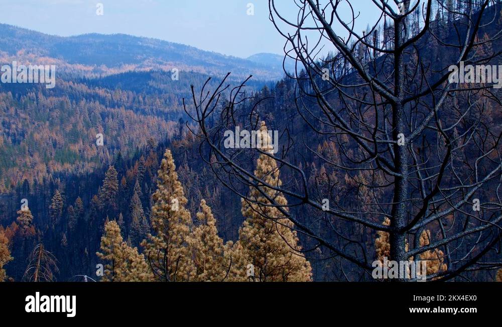 Before and After Canyon Creek Complex Fire in Malheur National Forest ...