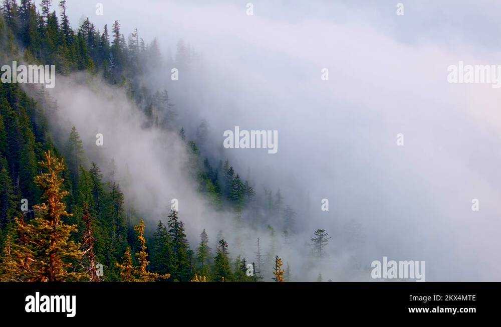 Douglas fir forest Stock Videos & Footage - HD and 4K Video Clips - Alamy