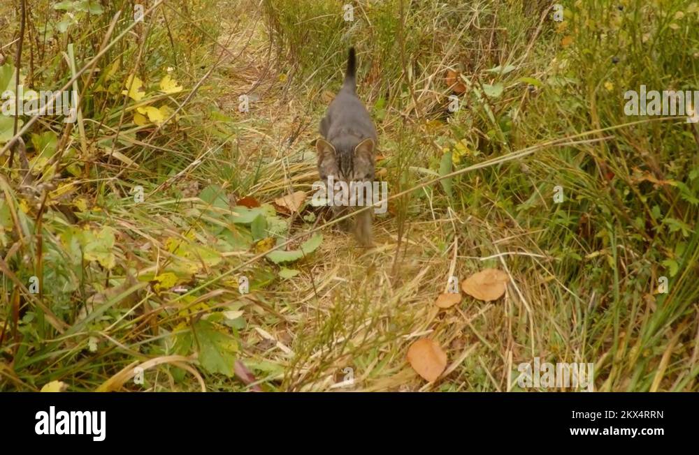 Wild kitty Stock Videos & Footage - HD and 4K Video Clips - Alamy