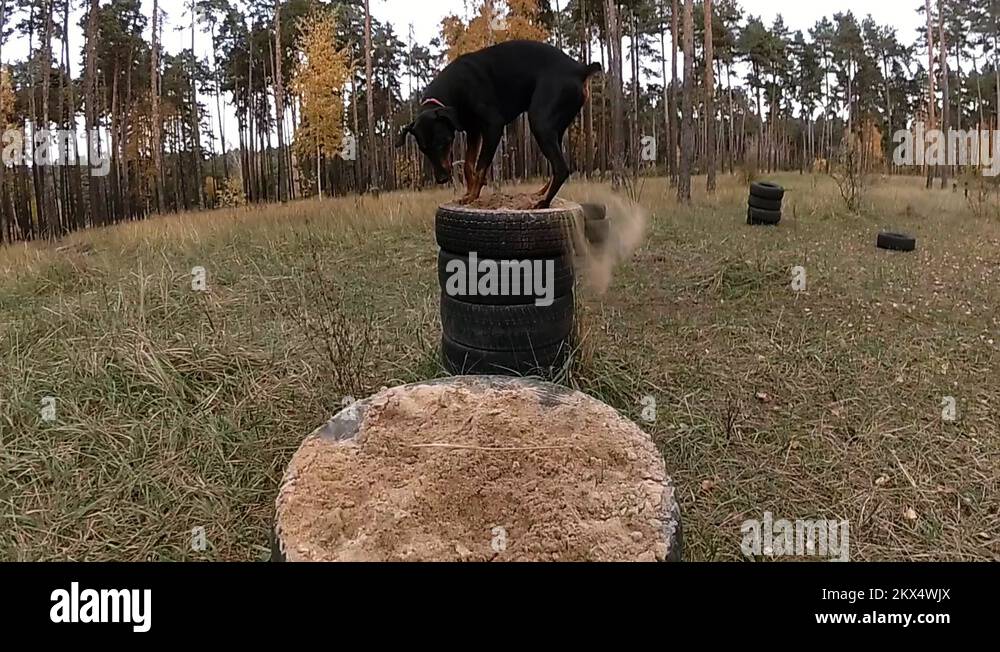 Pets tables Stock Videos & Footage - HD and 4K Video Clips - Alamy