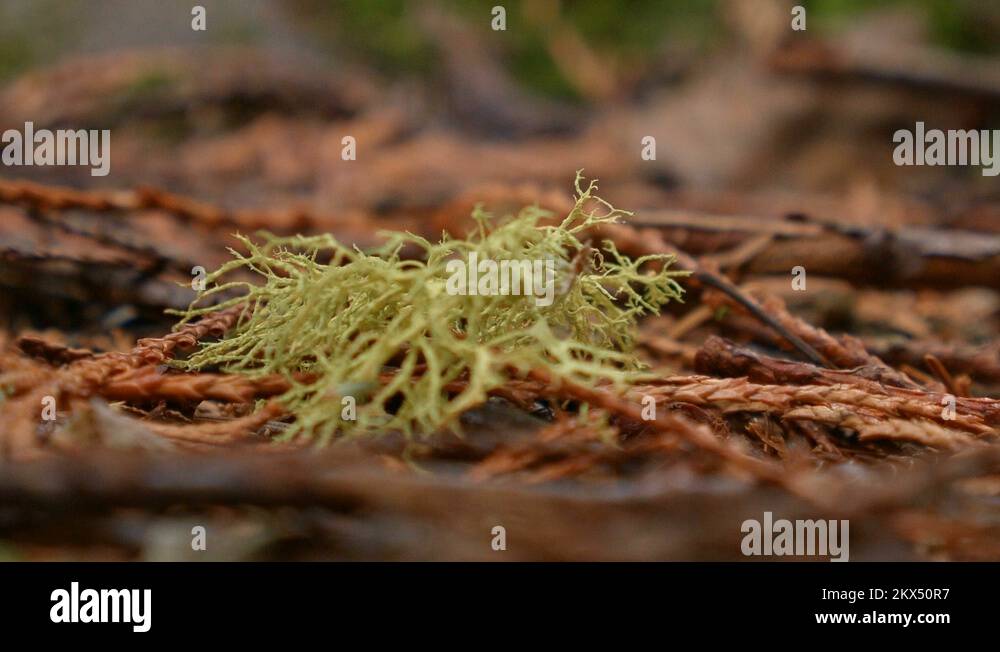 Lichen on ground macro 5 Wet Rainy Cascade Mountain Oregon Forest in ...
