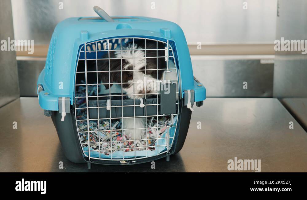 Animal transport cage Stock Videos & Footage - HD and 4K Video Clips ...