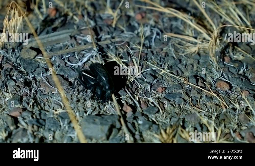Desert Beetles Stock Videos And Footage Hd And 4k Video Clips Alamy