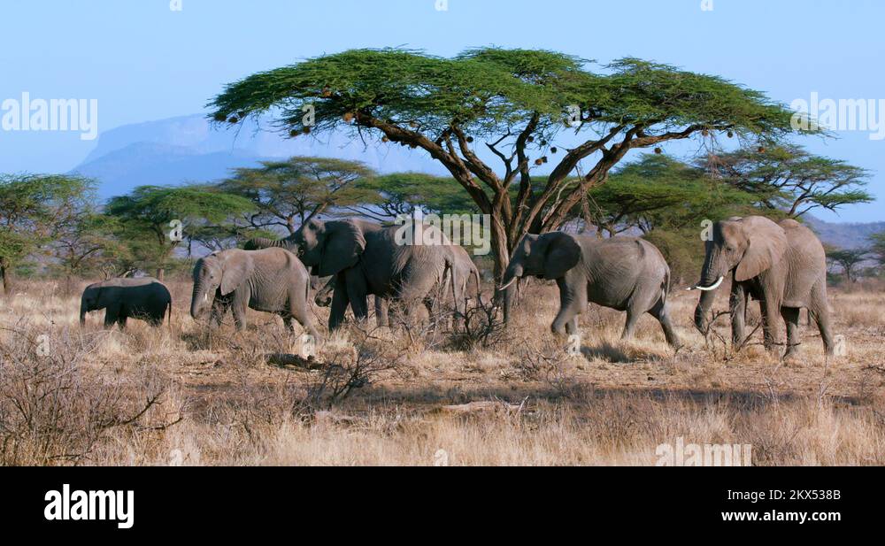 Elephants acacia tree Stock Videos & Footage - HD and 4K Video Clips ...