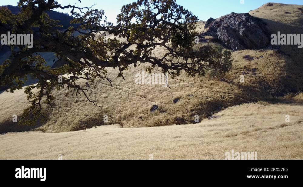 Desert oak tree Stock Videos & Footage - HD and 4K Video Clips - Alamy