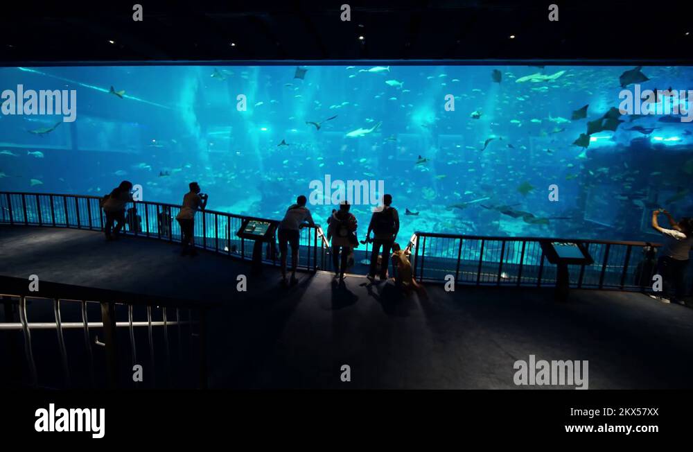 Sea aquarium sentosa singapore Stock Videos & Footage - HD and 4K Video ...