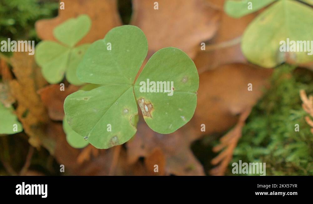 Oxalis wood sorrel giant clover edible macro plant 3 McKenzie River ...