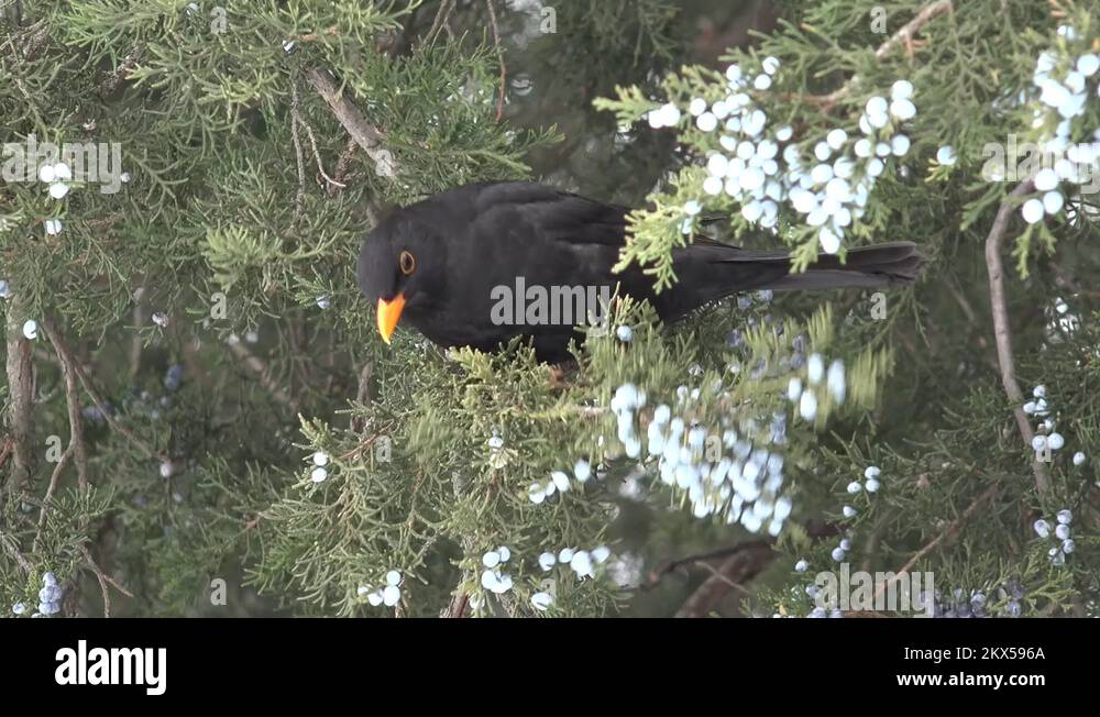 Crow eating worm Stock Videos & Footage - HD and 4K Video Clips - Alamy