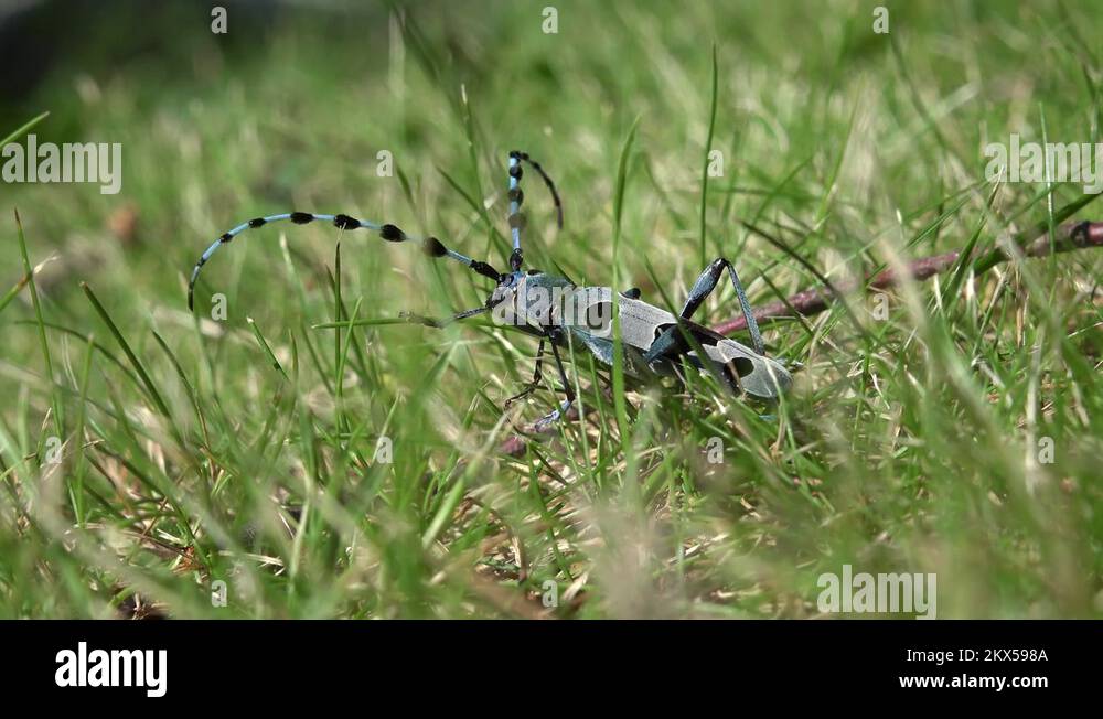 Bug, Beetle With Black Spots Long Antennae Closeup View Rosalia ...
