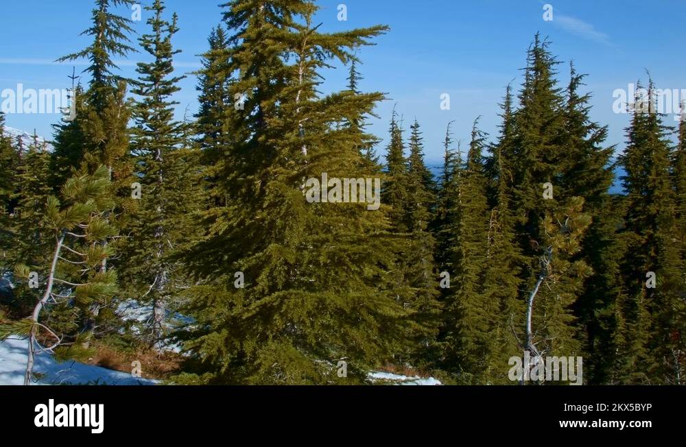 Cascades forest spring Stock Videos & Footage - HD and 4K Video Clips ...