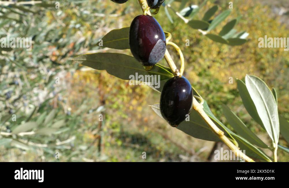 4k Nature footage. Extra virgin Olive oil dripping from black olives ...