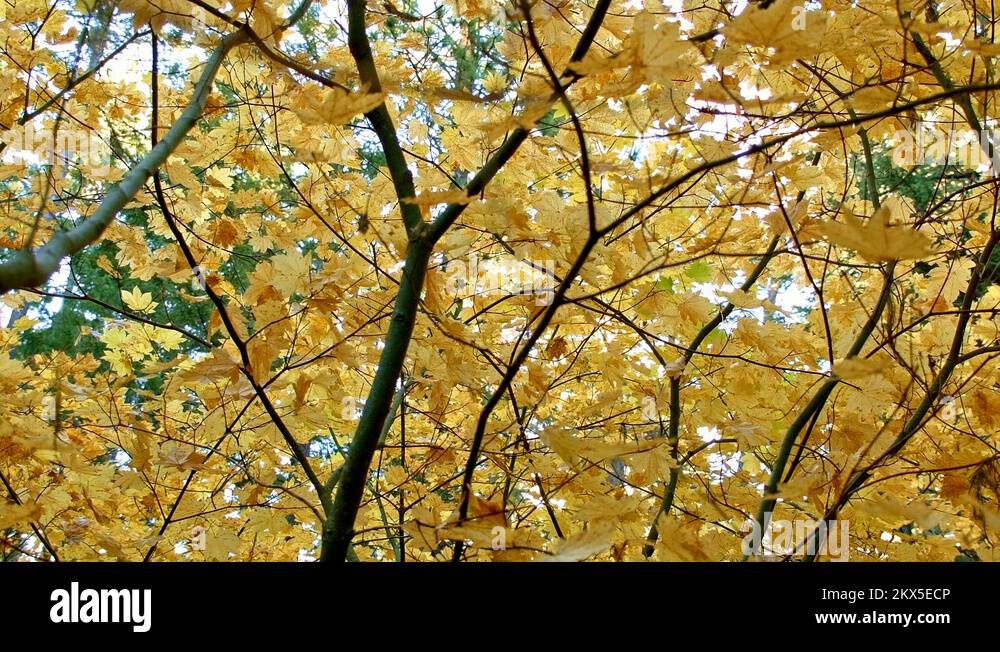 Trees up close Stock Videos & Footage - HD and 4K Video Clips - Alamy