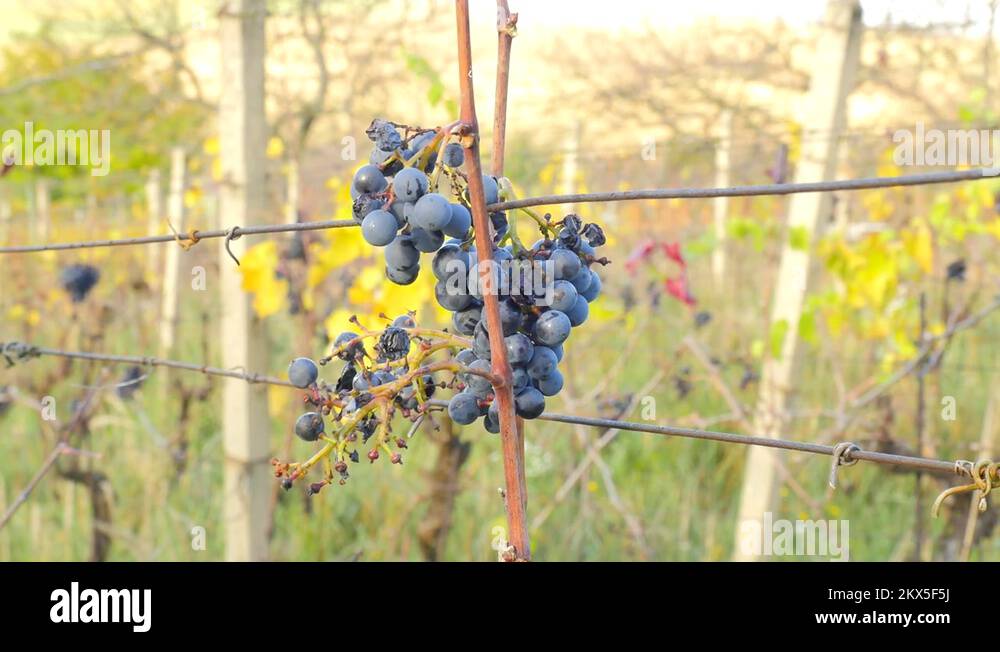 Quality vines Stock Videos & Footage - HD and 4K Video Clips - Alamy