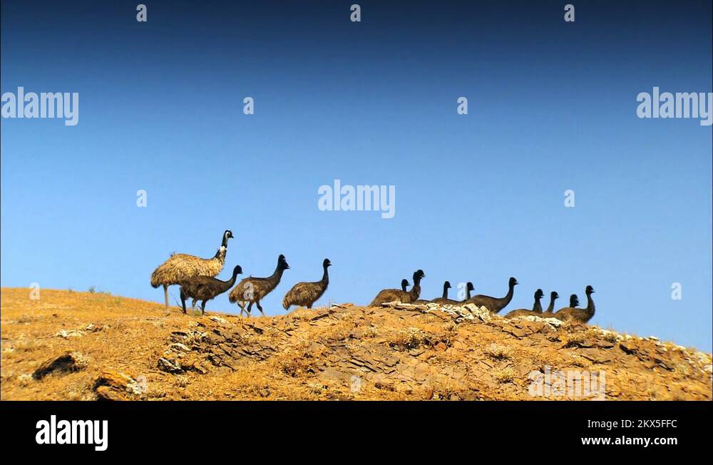 Emus running Stock Videos & Footage - HD and 4K Video Clips - Alamy