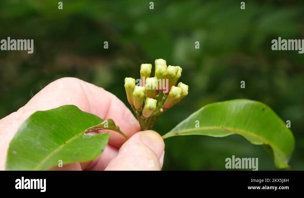 Spice tree Stock Videos & Footage - HD and 4K Video Clips - Alamy
