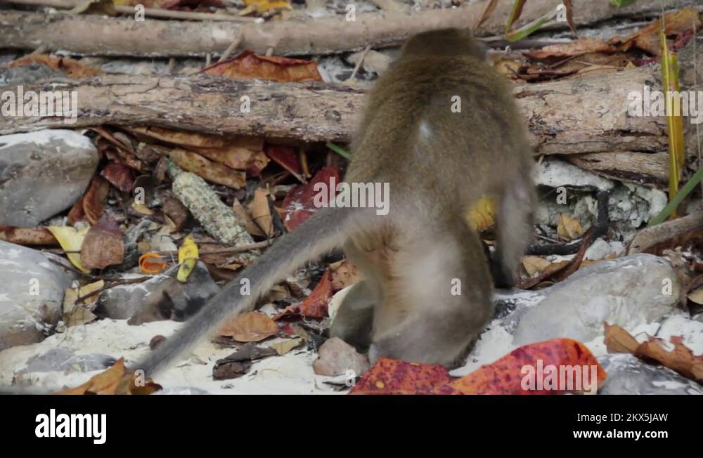 Monkey cruelty Stock Videos & Footage - HD and 4K Video Clips - Alamy