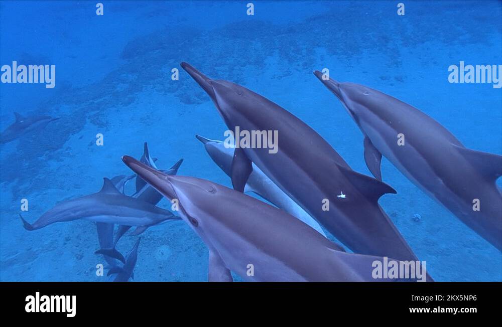 4 Spinner Dolphins Swim To Surface Then Dive Meeting Dolphins Creating ...