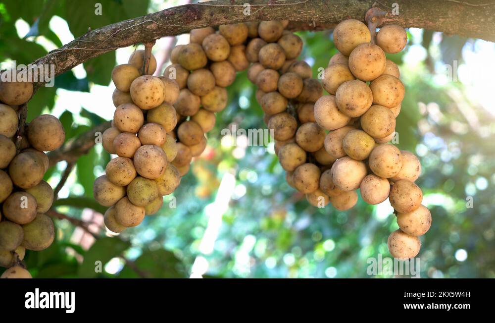 Langsat tree Stock Videos & Footage - HD and 4K Video Clips - Alamy