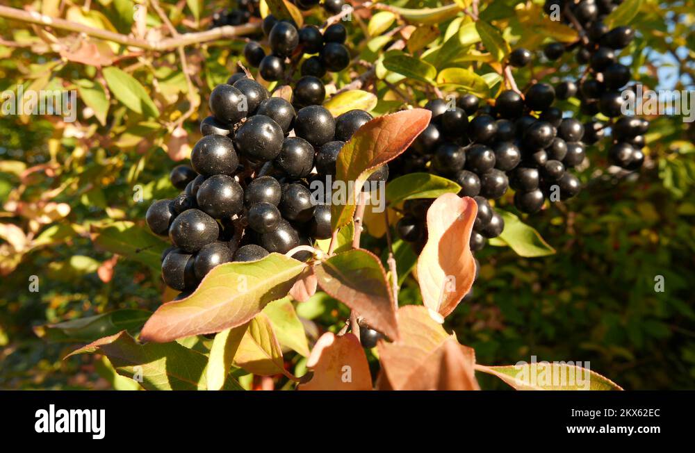 Privet tree Stock Videos & Footage - HD and 4K Video Clips - Alamy
