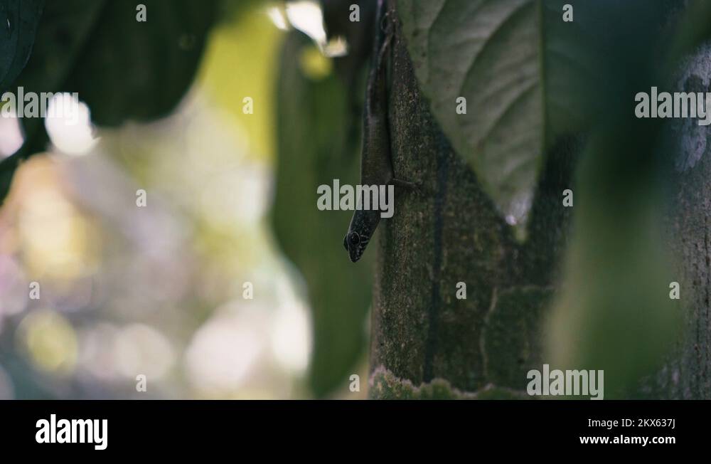 Borneo tourism Stock Videos & Footage - HD and 4K Video Clips - Alamy