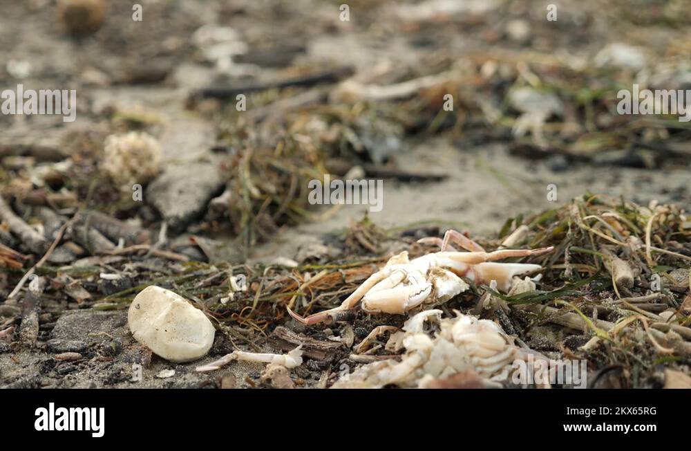 Shellfish crabs Stock Videos & Footage - HD and 4K Video Clips - Alamy