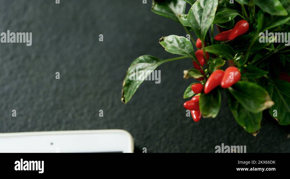 Chilli plantation Stock Videos & Footage - HD and 4K Video Clips - Alamy