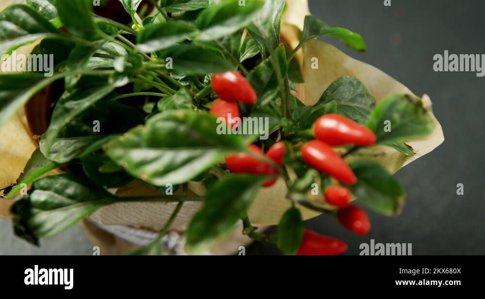 Chilli leaves Stock Videos & Footage - HD and 4K Video Clips - Alamy