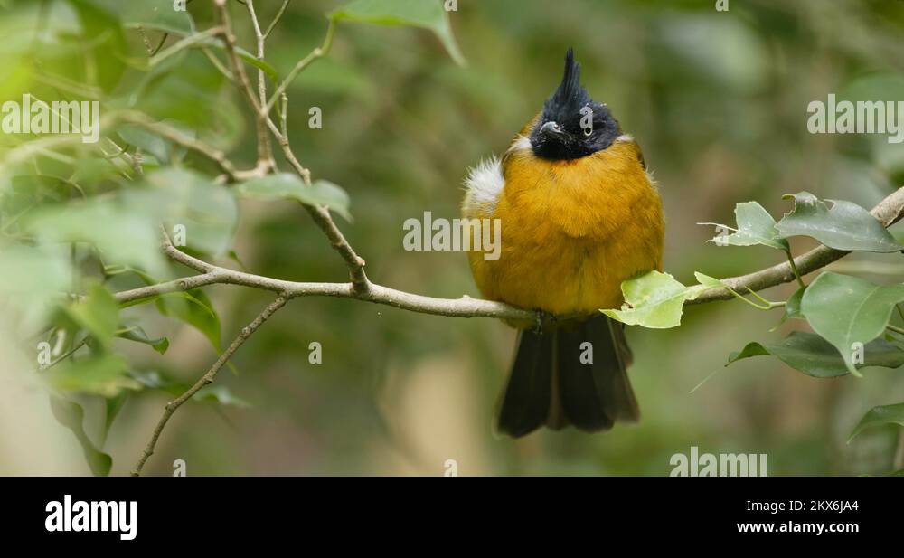 Yellow crested bird Stock Videos & Footage - HD and 4K Video Clips - Alamy