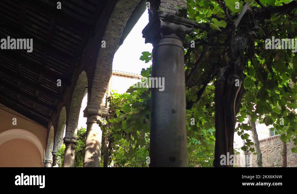 Growth on grape vine leaves Stock Videos & Footage - HD and 4K Video ...