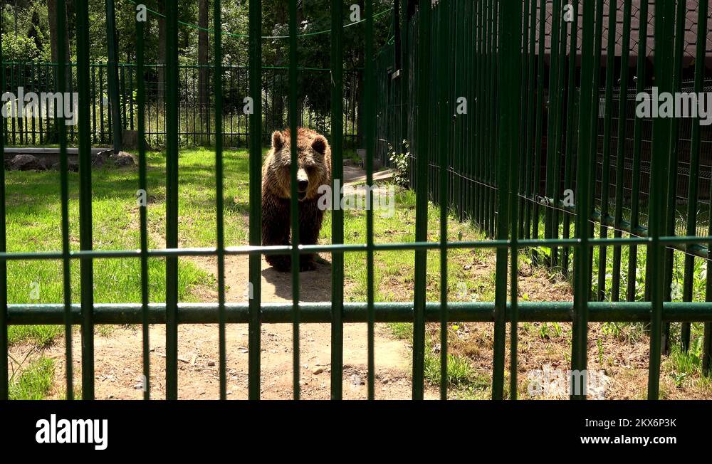 Poor animal brown bear Ursus arctos walk in zoo cage on hot summer day ...
