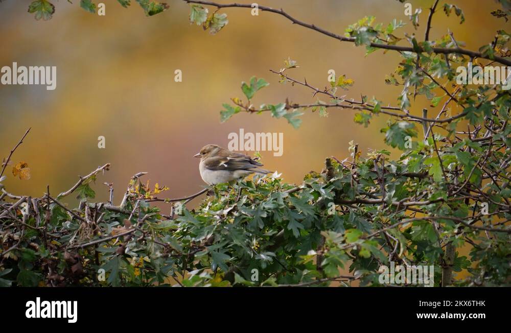 Bird on garden hedge Stock Videos & Footage - HD and 4K Video Clips - Alamy