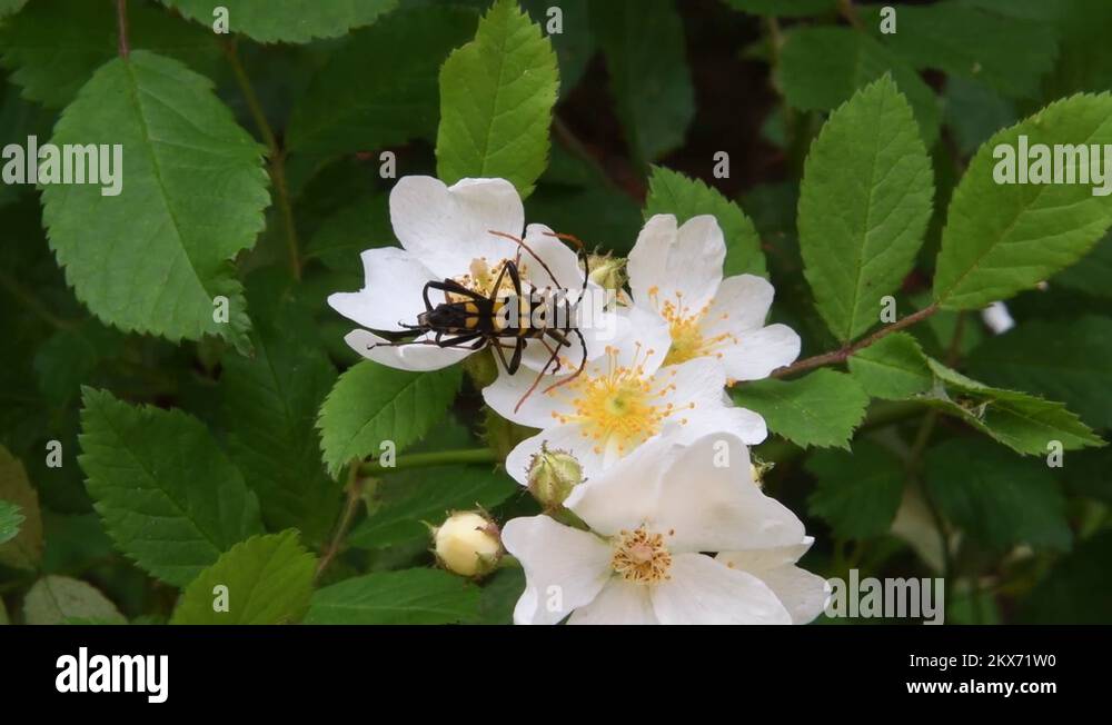 Horned beetles Stock Videos & Footage - HD and 4K Video Clips - Alamy