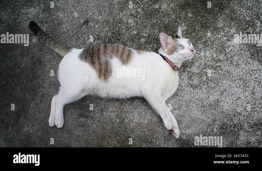 Action rest Stock Videos & Footage - HD and 4K Video Clips - Alamy