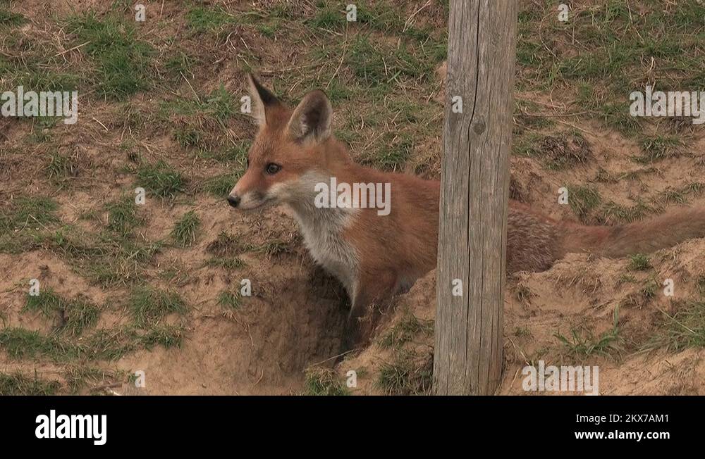 Foxes vulpes vulpes Stock Videos & Footage - HD and 4K Video Clips - Alamy