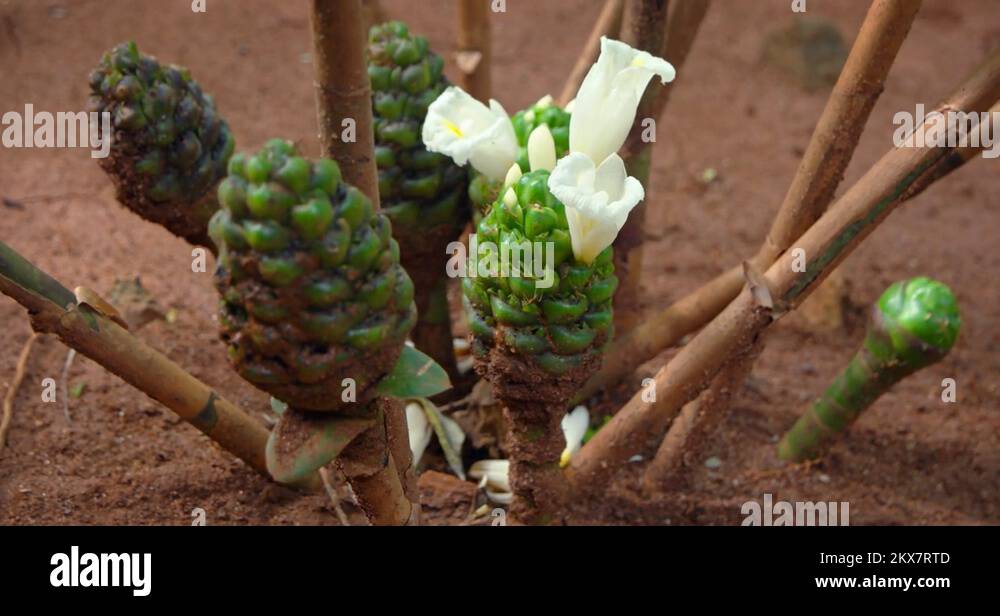 Turmeric plant Stock Videos & Footage - HD and 4K Video Clips - Alamy