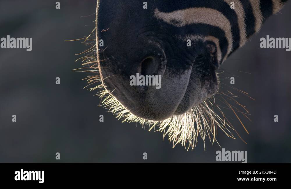 Zebra nose Stock Videos & Footage - HD and 4K Video Clips - Alamy