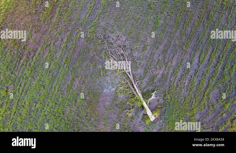 Drying tree Stock Videos & Footage - HD and 4K Video Clips - Alamy