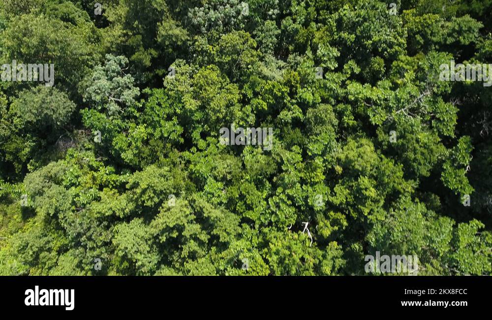 Rainforest martinique Stock Videos & Footage - HD and 4K Video Clips ...