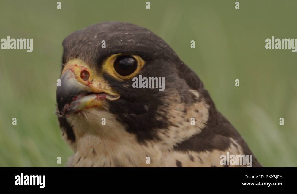 Stare crow Stock Videos & Footage - HD and 4K Video Clips - Alamy